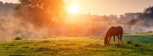 Equine Cremation Essex | Phoenix Pet Cremations