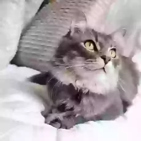 Pet Cremations | Phoenix Pet Cremations, Essex