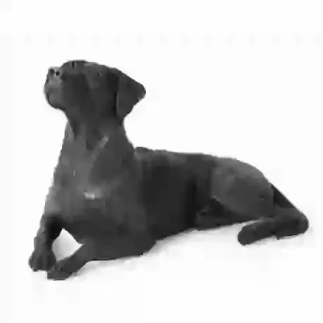 Caskets & Urns for Dogs | Phoenix Pet Cremations